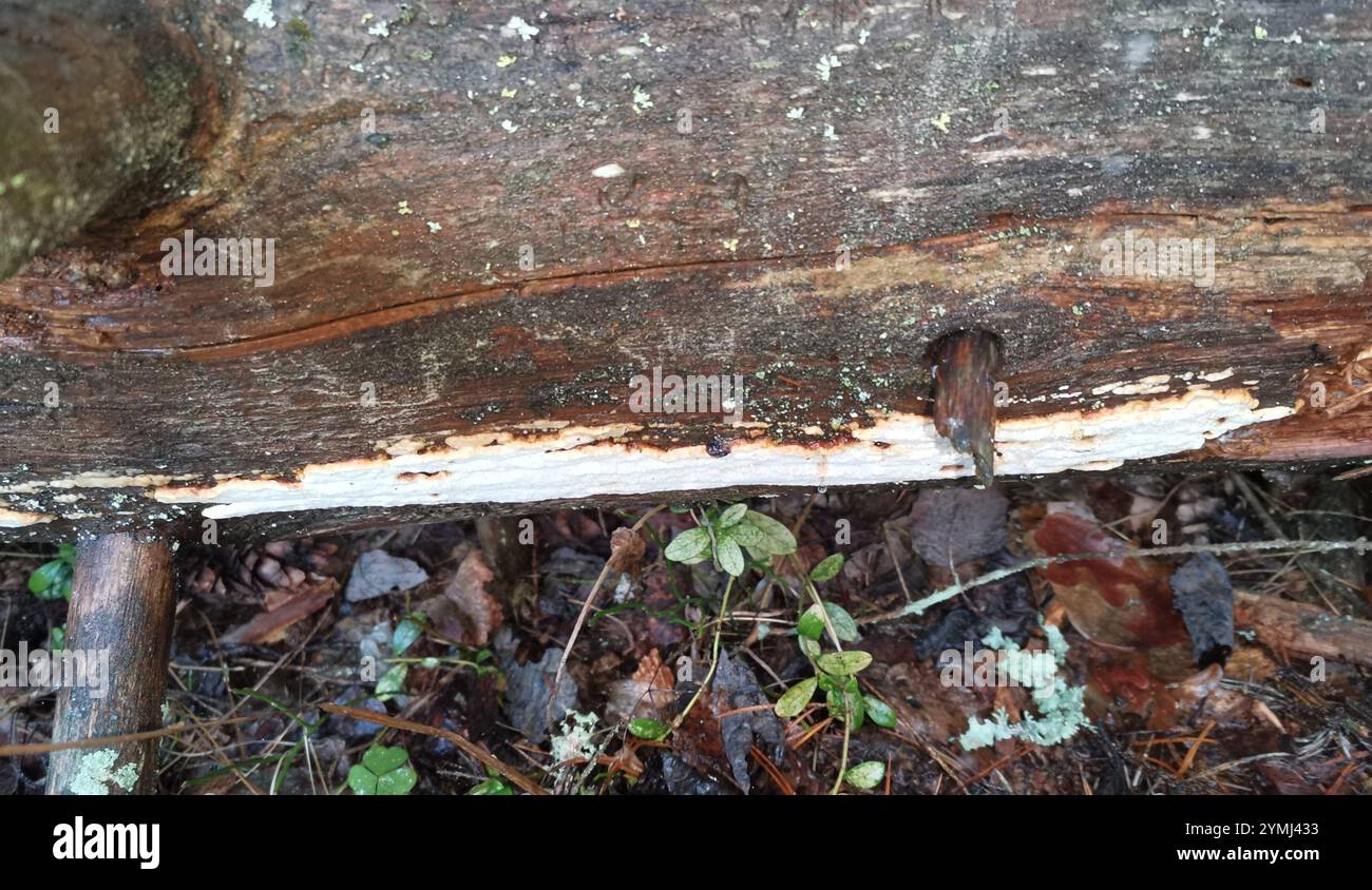 serried porecrust (Fomitopsis serialis Stock Photo - Alamy