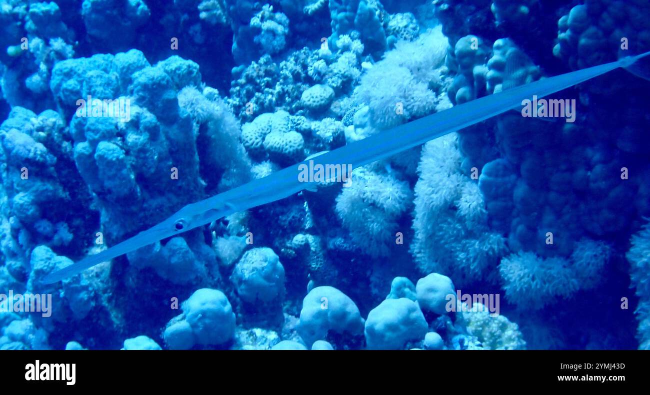 Bluespotted Cornetfish (Fistularia commersonii Stock Photo - Alamy