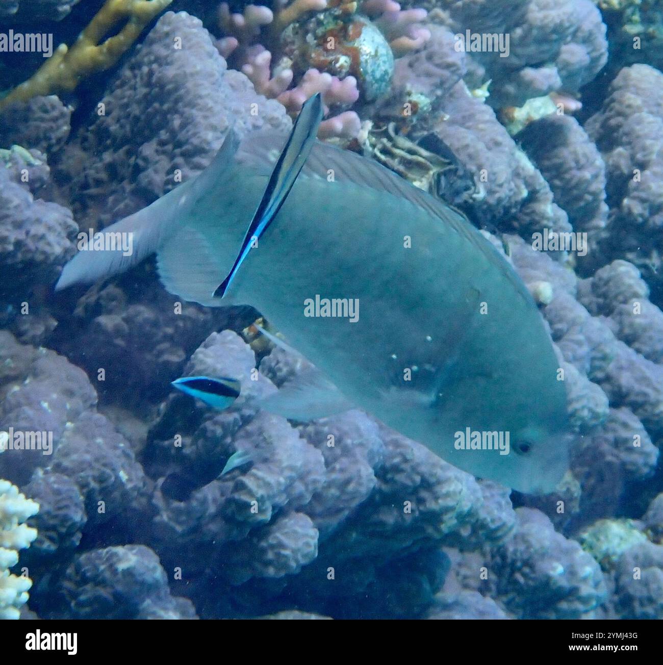Longnose parrotfish hipposcarus harid hi-res stock photography and ...