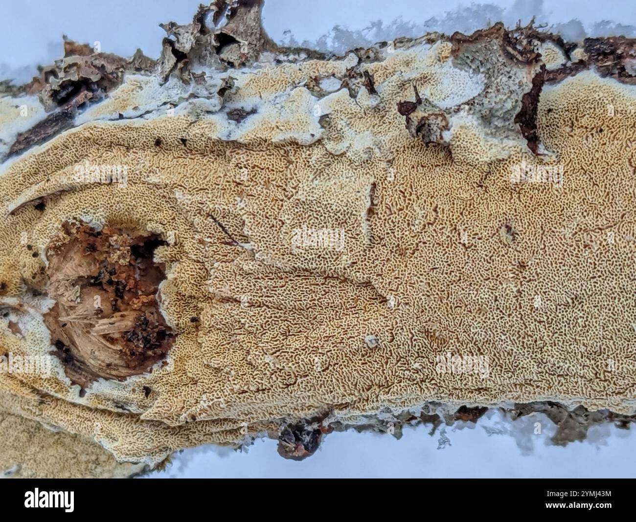 split porecrust (Xylodon paradoxus Stock Photo - Alamy
