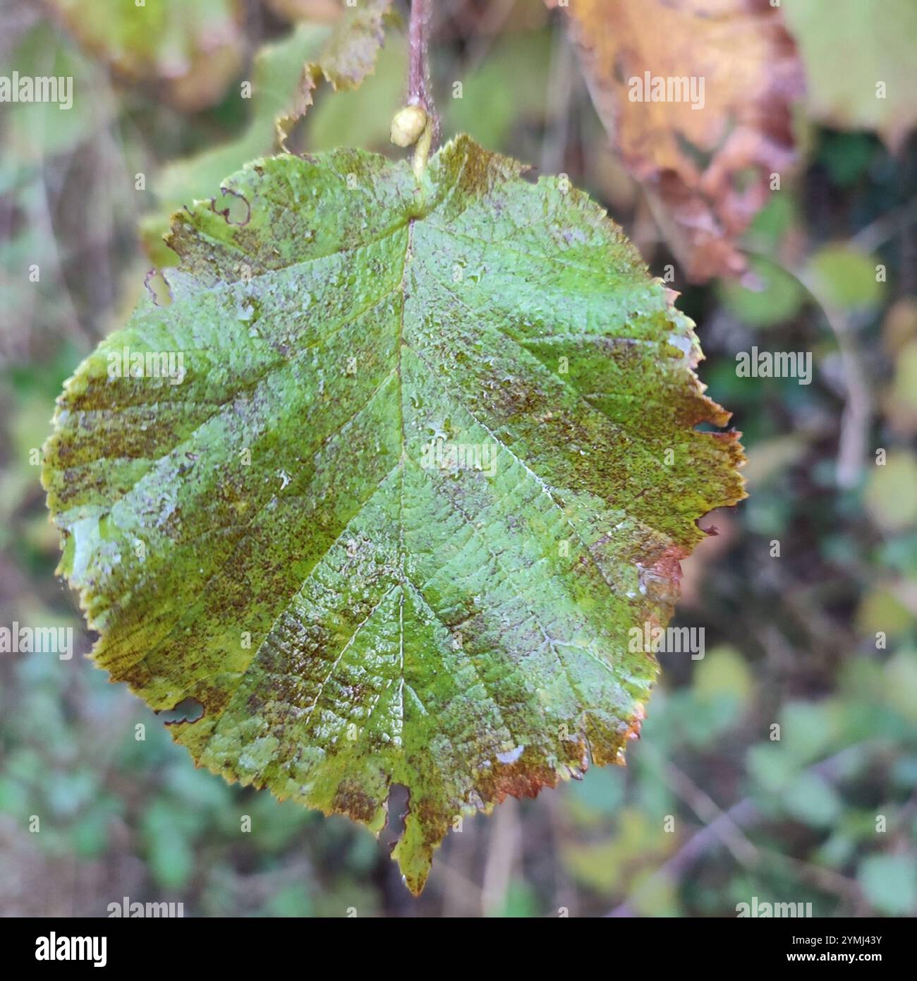 Birch family betulaceae hi-res stock photography and images - Alamy