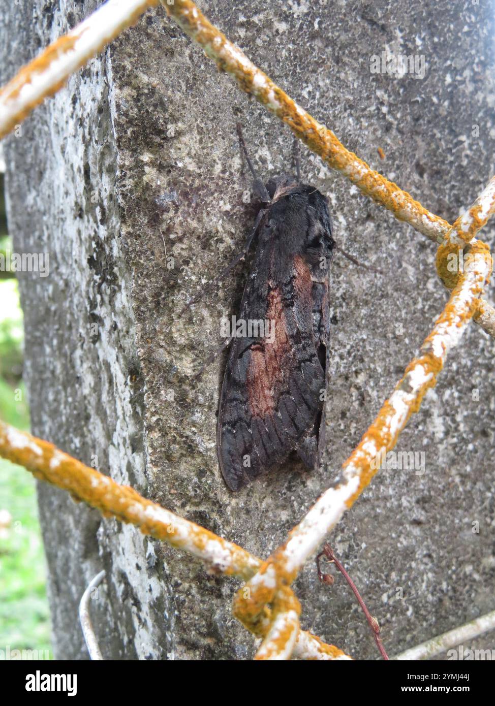 Sphinx Moths (Sphingidae Stock Photo - Alamy