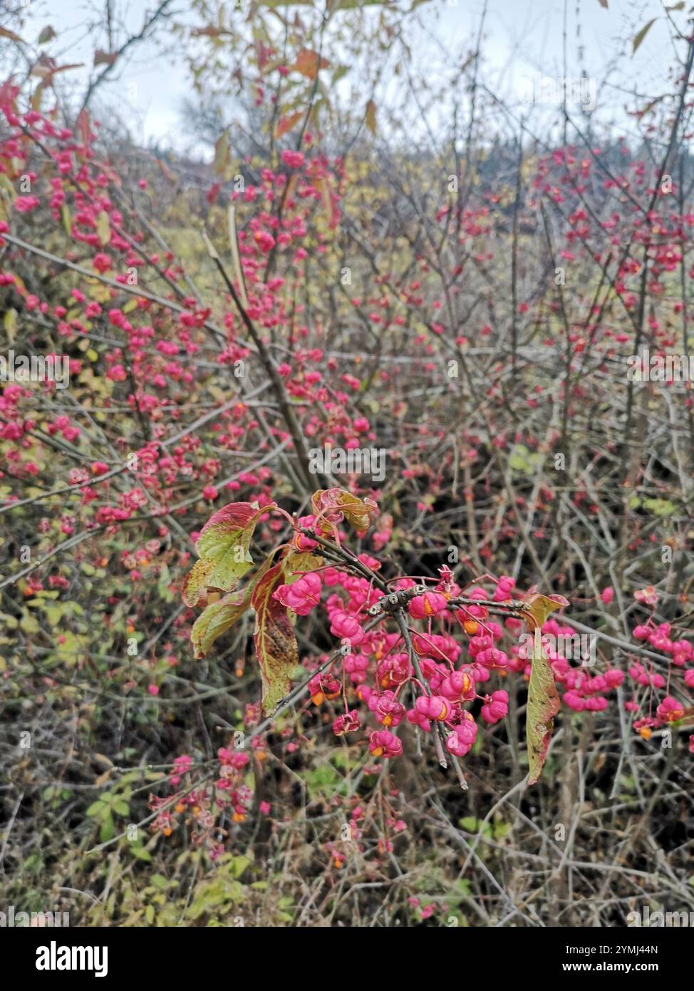 Spindle (Euonymus europaeus Stock Photo - Alamy