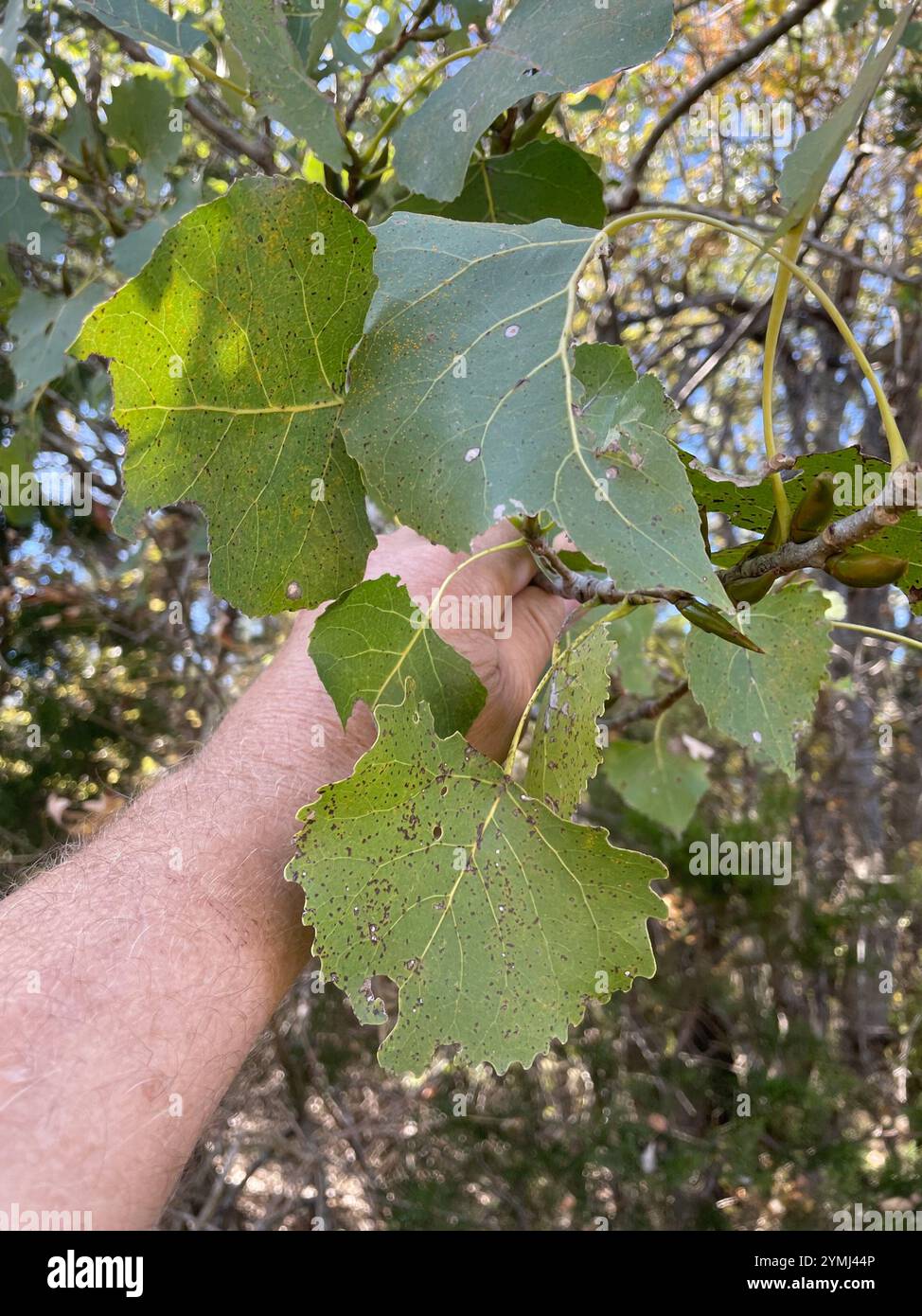 Eastern Cottonwood (Populus deltoides Stock Photo - Alamy