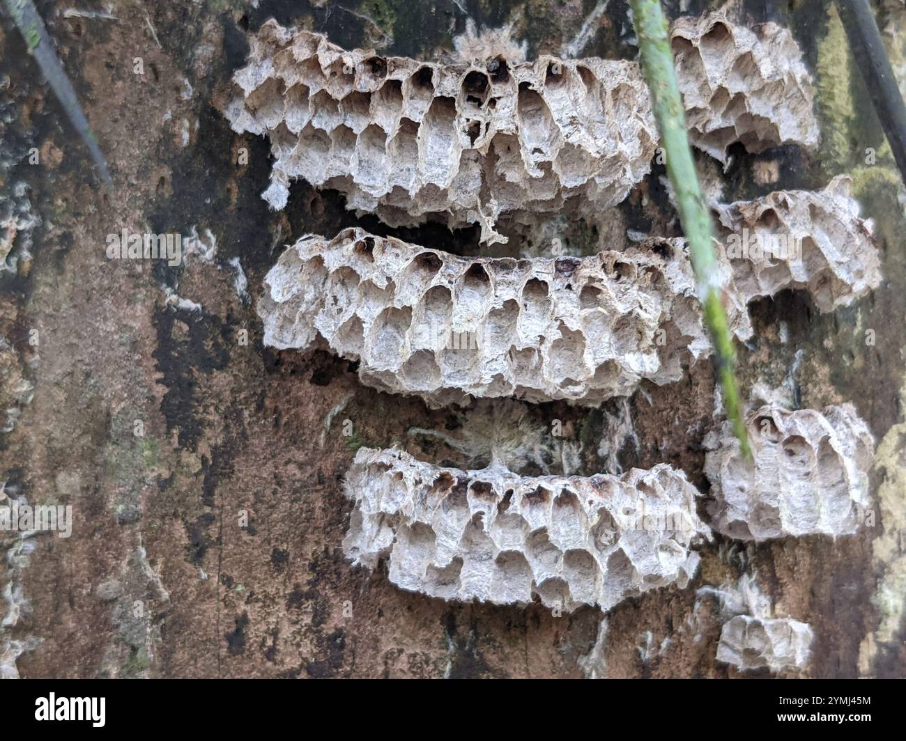 Paper Wasps (Polistinae Stock Photo - Alamy
