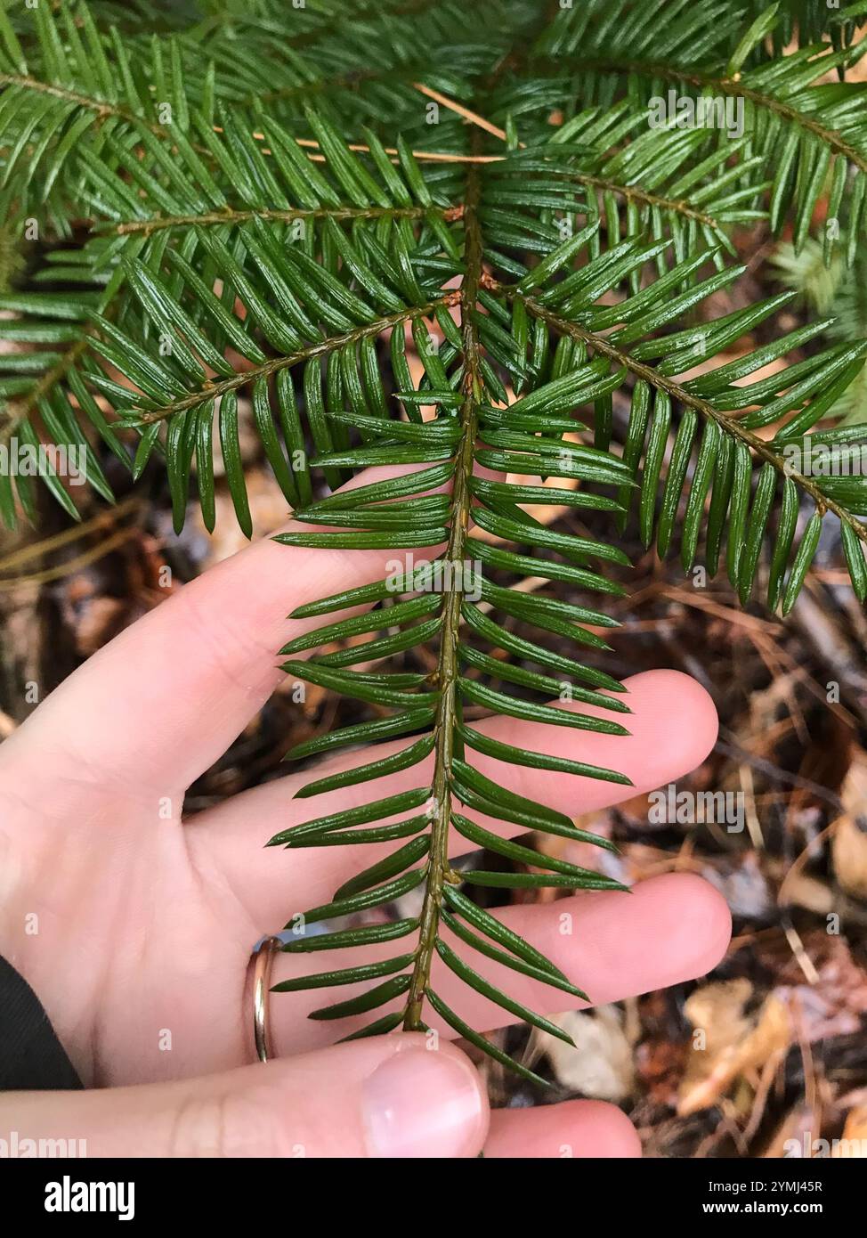 Canada yew (Taxus canadensis Stock Photo - Alamy