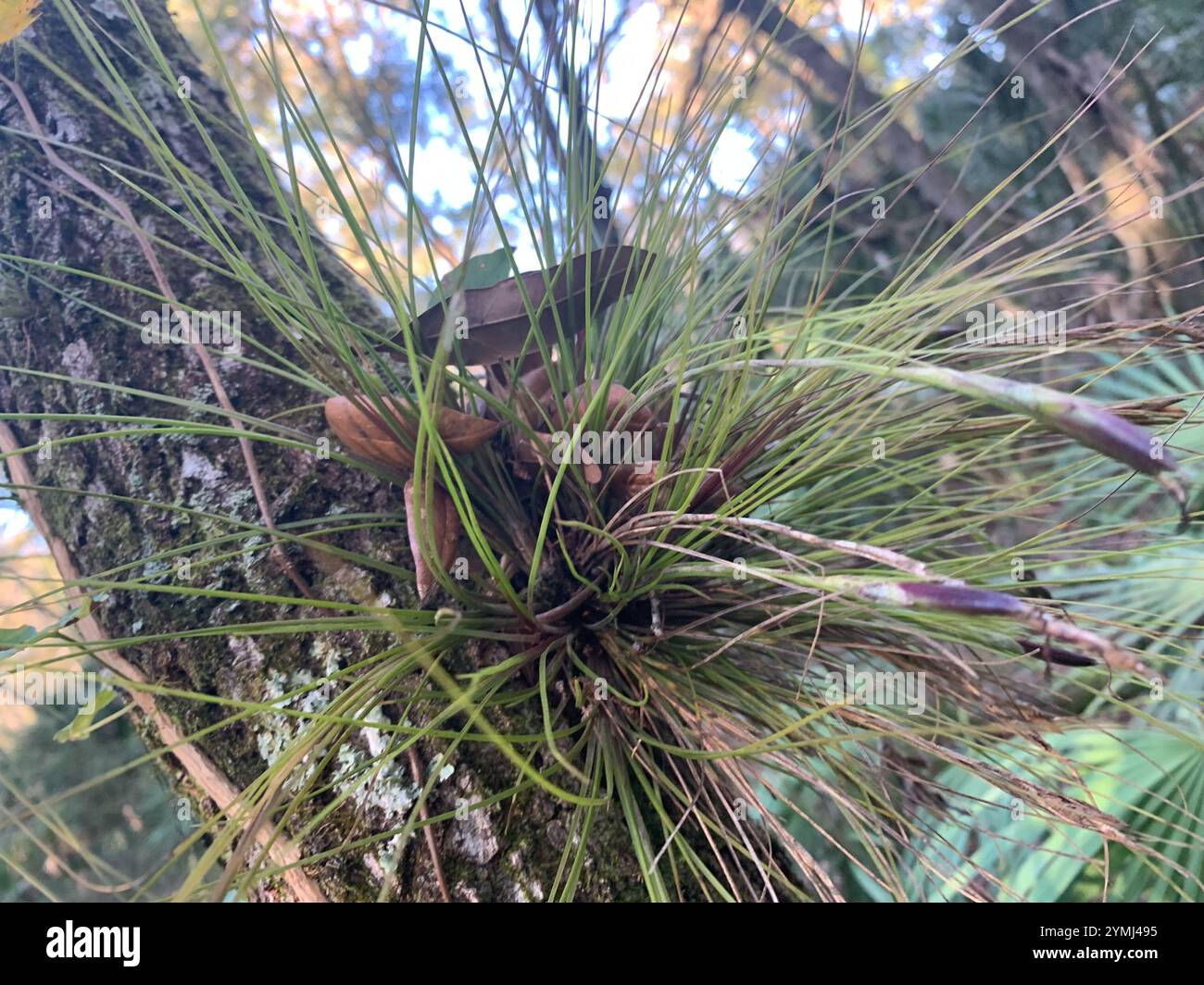 southern needleleaf airplant (Tillandsia setacea Stock Photo - Alamy