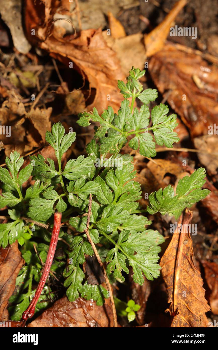 Chervils, Carrots, Hedgeparsleys and Allies (Scandiceae Stock Photo - Alamy