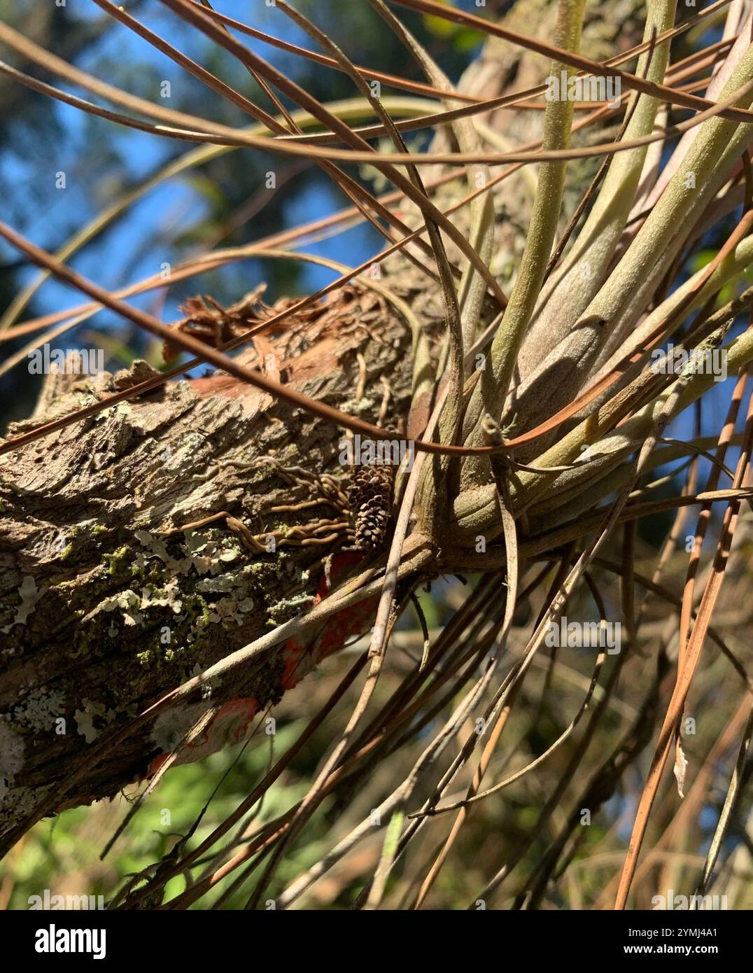 Manatee River airplant (Tillandsia simulata Stock Photo - Alamy