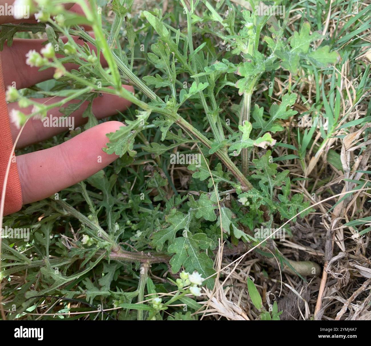 Santa Maria feverfew (Parthenium hysterophorus Stock Photo - Alamy