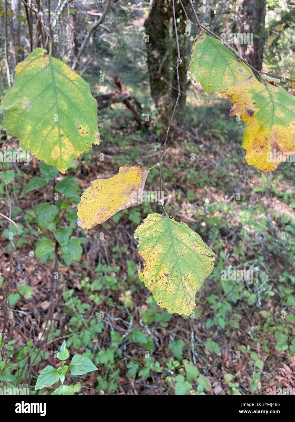 California hazelnut (Corylus cornuta californica Stock Photo - Alamy