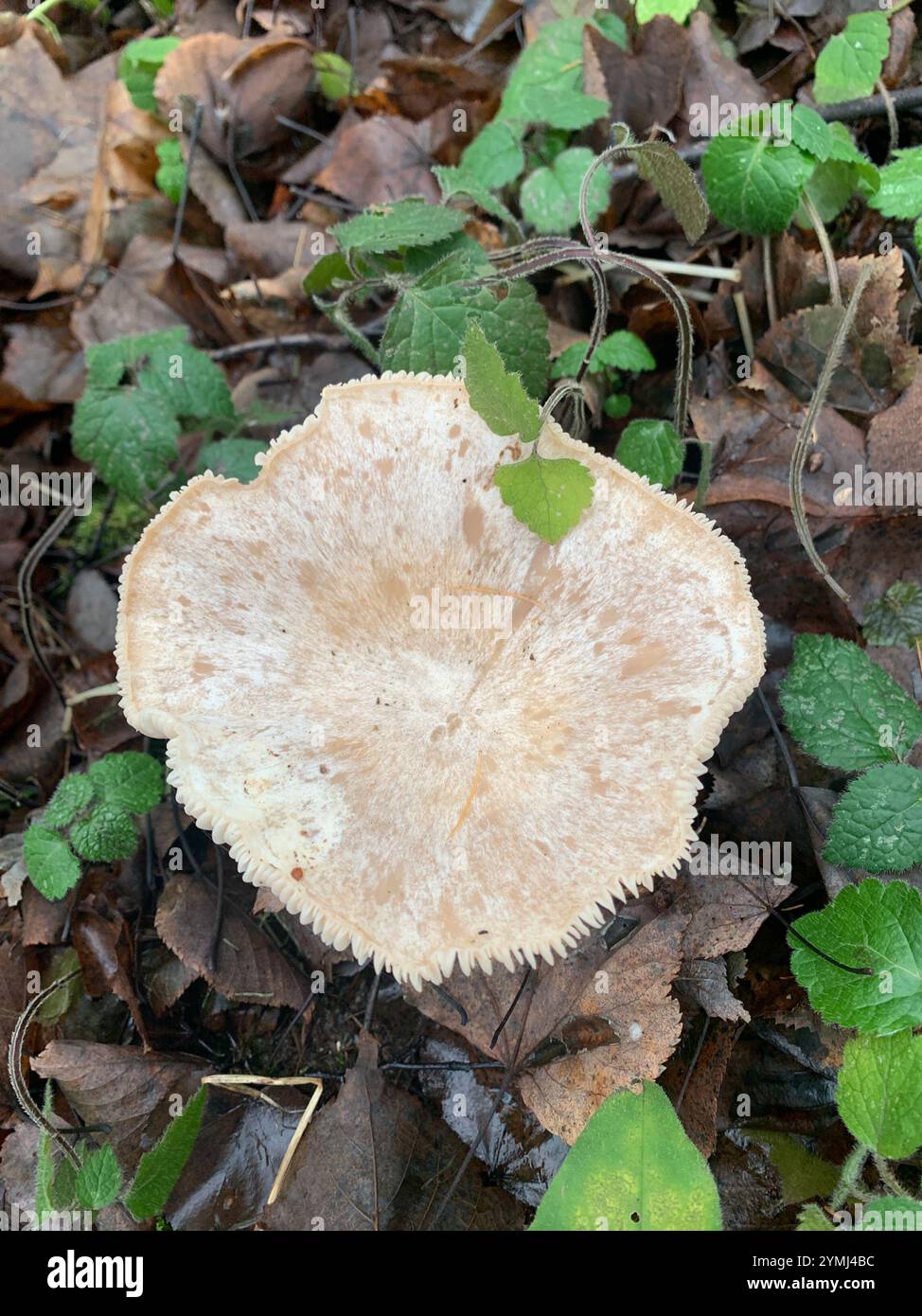 Downy milk cap (Lactarius pubescens Stock Photo - Alamy