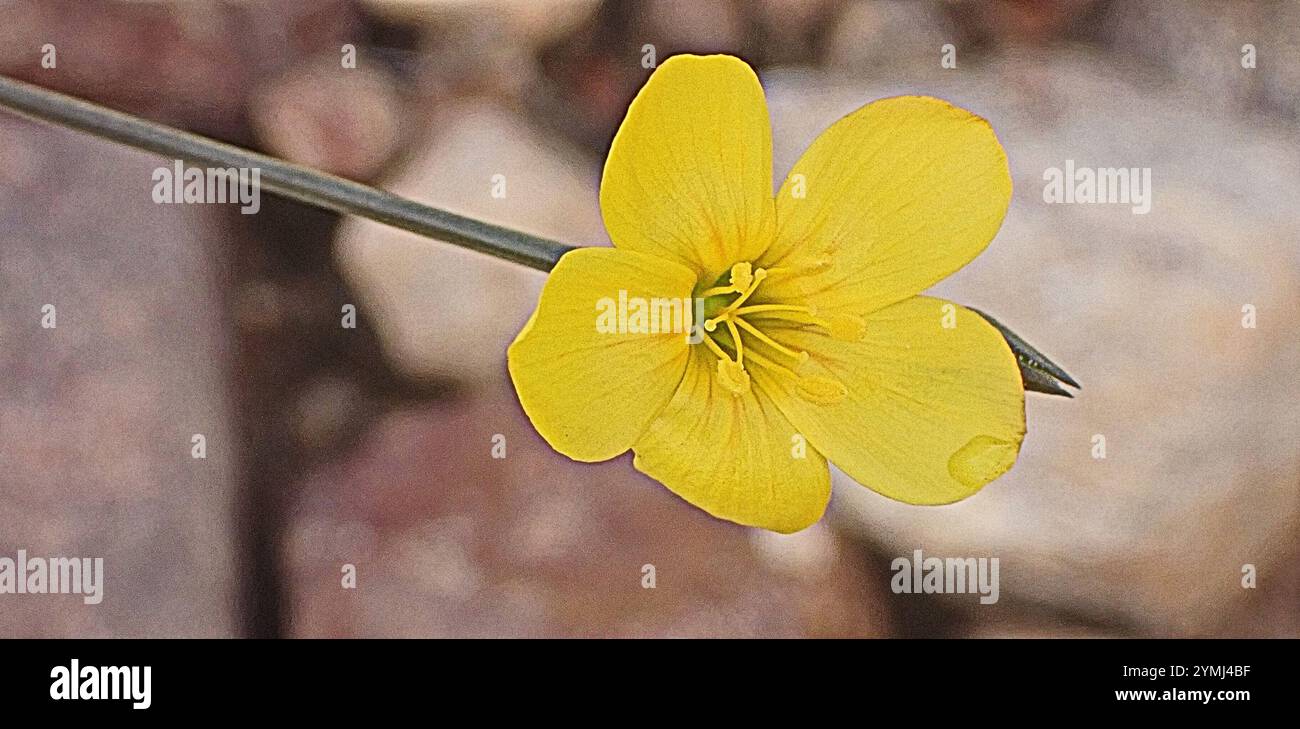 Half-mast Flax (Linum africanum Stock Photo - Alamy