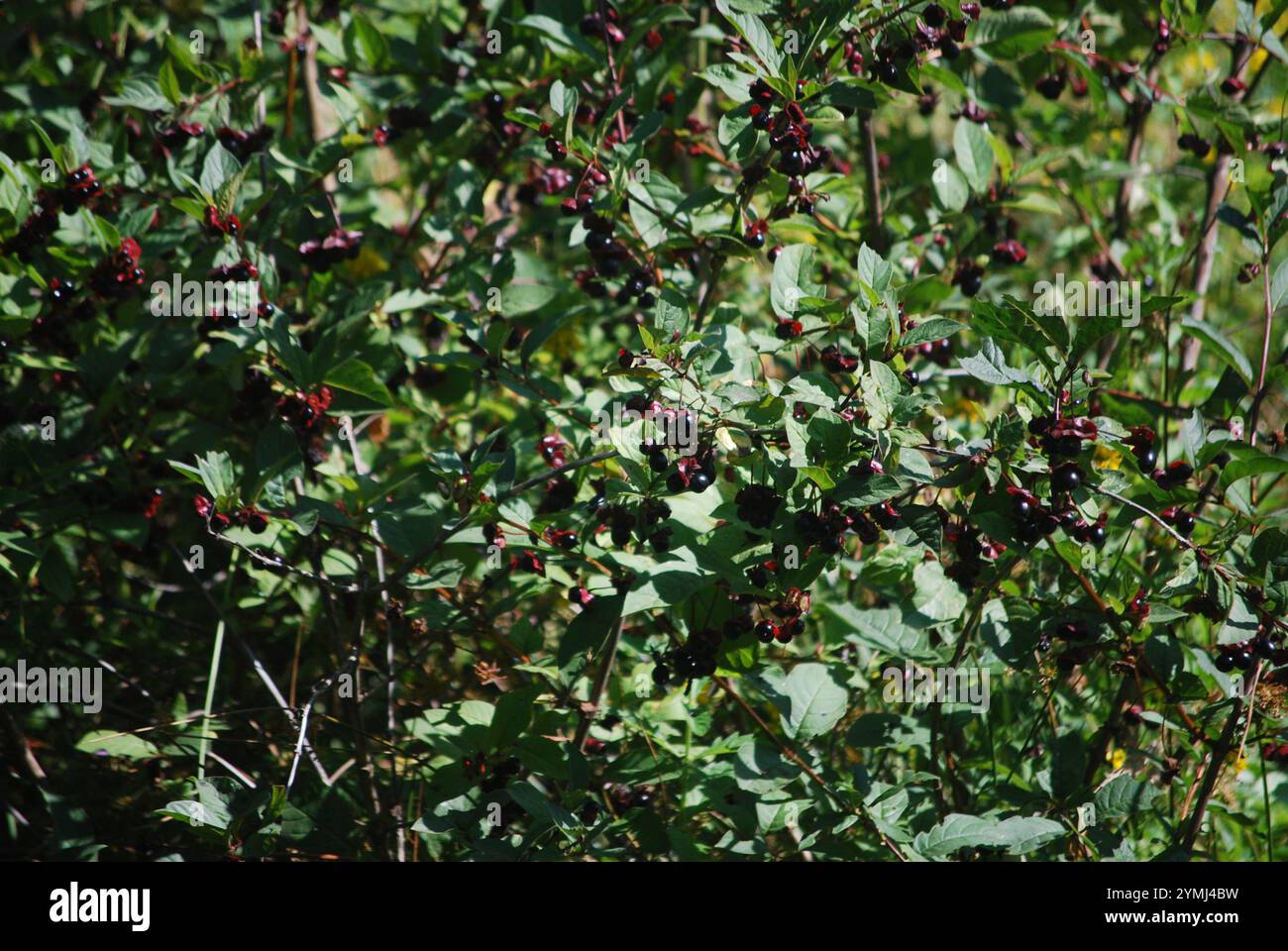 twinberry honeysuckle (Lonicera involucrata Stock Photo - Alamy