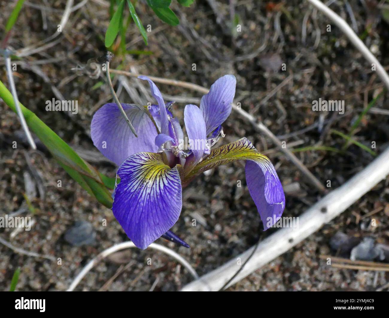 northern blue flag (Iris versicolor Stock Photo - Alamy