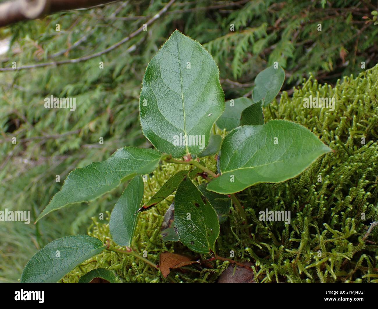 salal (Gaultheria shallon Stock Photo - Alamy