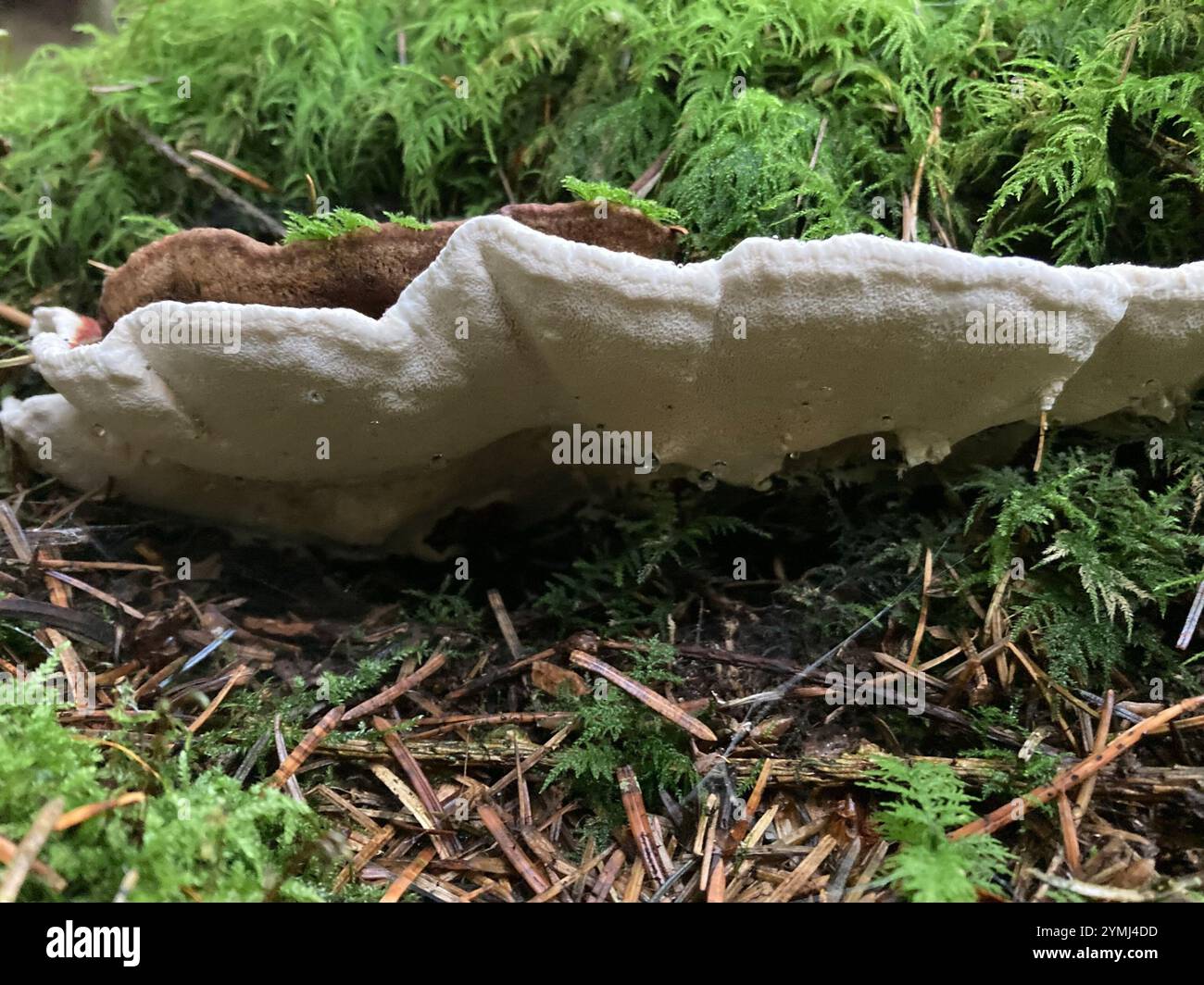 Heterobasidion hi-res stock photography and images - Alamy