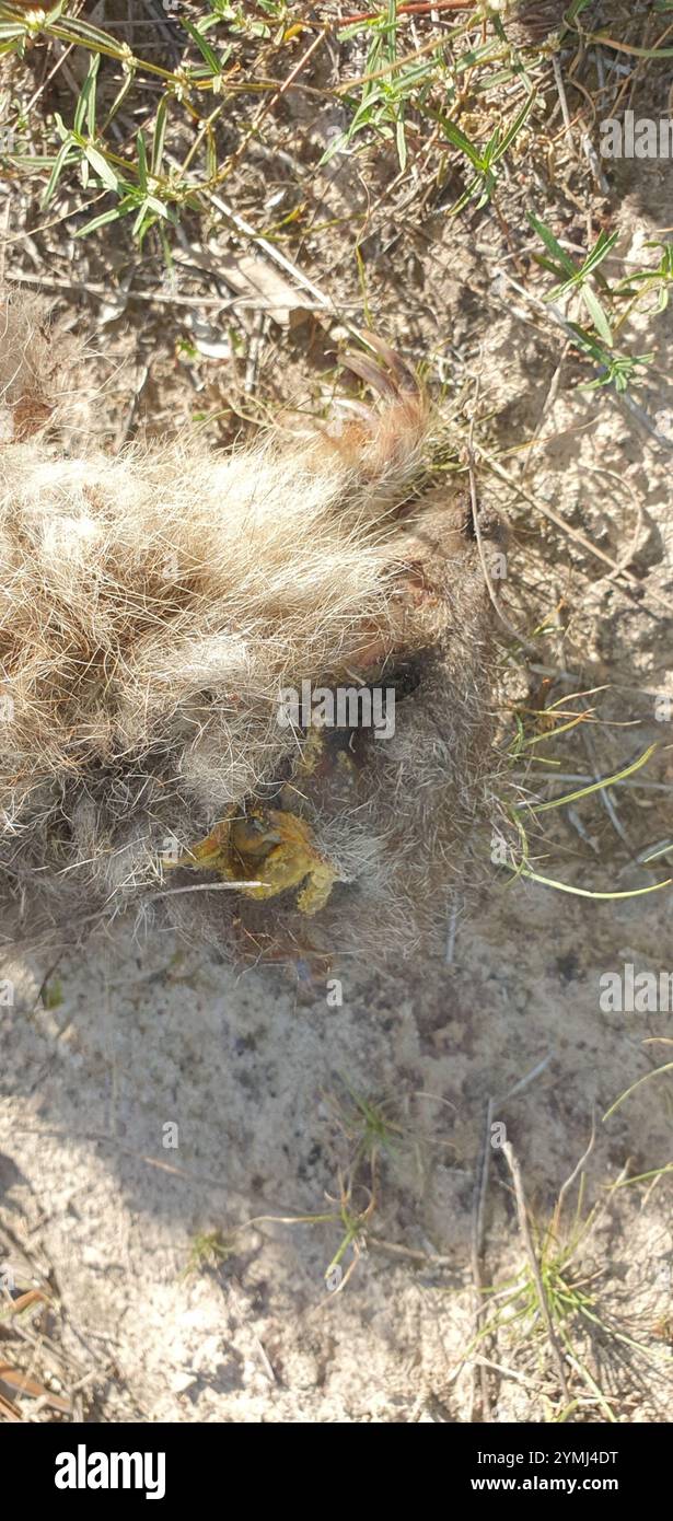 Aepyprymnus rufescens hi-res stock photography and images - Alamy
