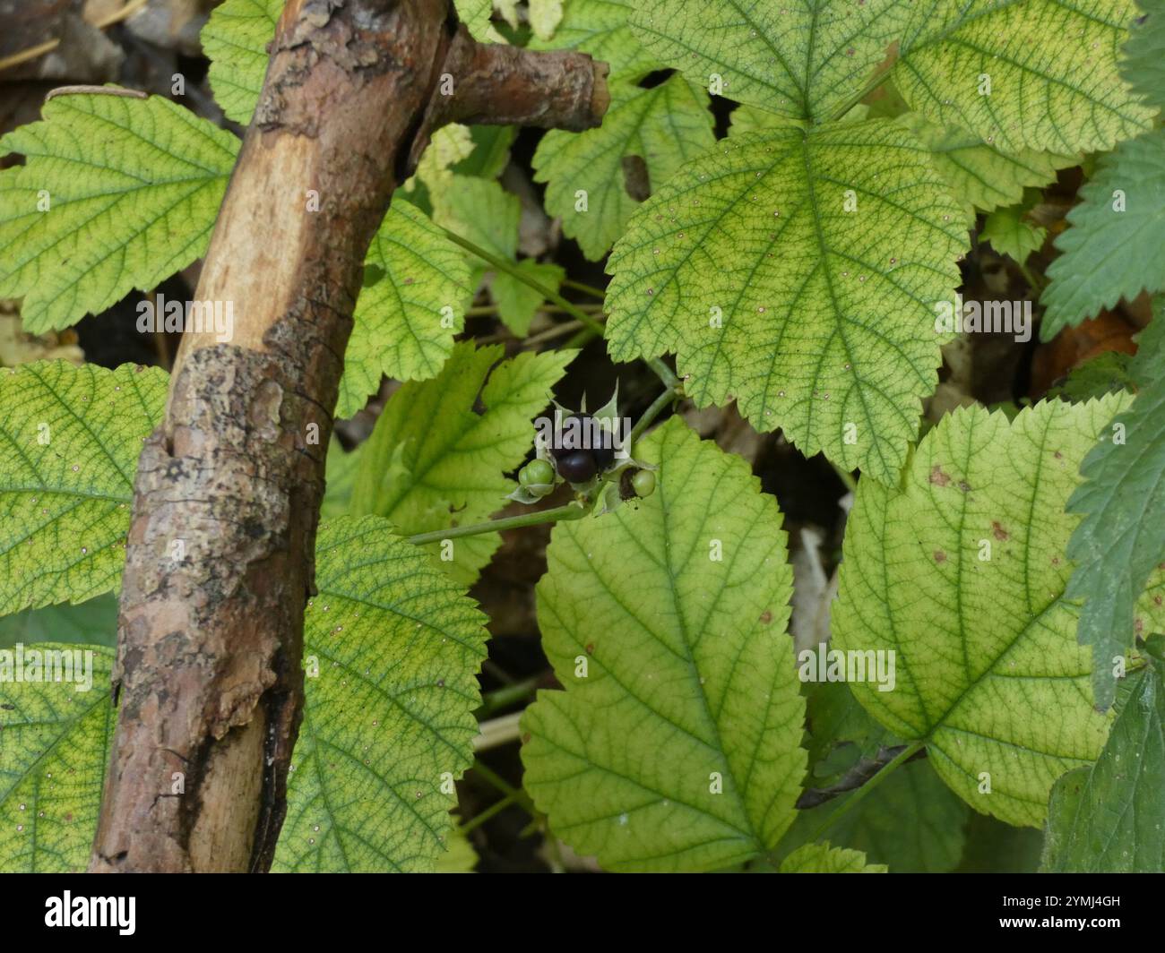 European dewberry (Rubus caesius Stock Photo - Alamy