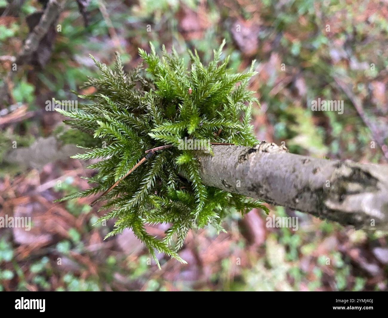 Climacium dendroides climacium dendroides hi-res stock photography and ...
