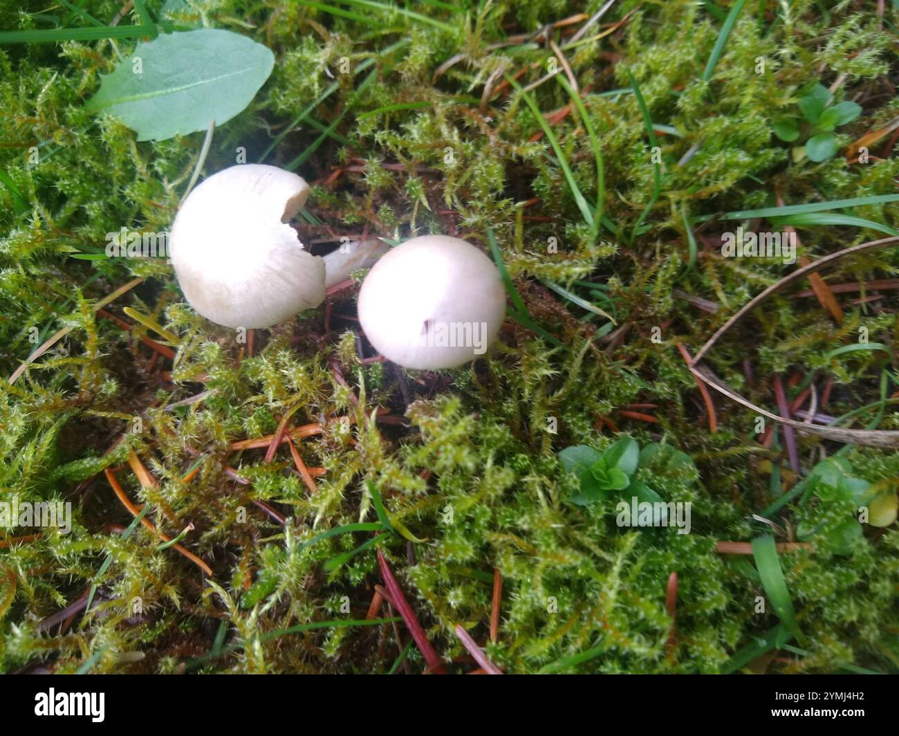 Fiber Caps (Inocybe Stock Photo - Alamy