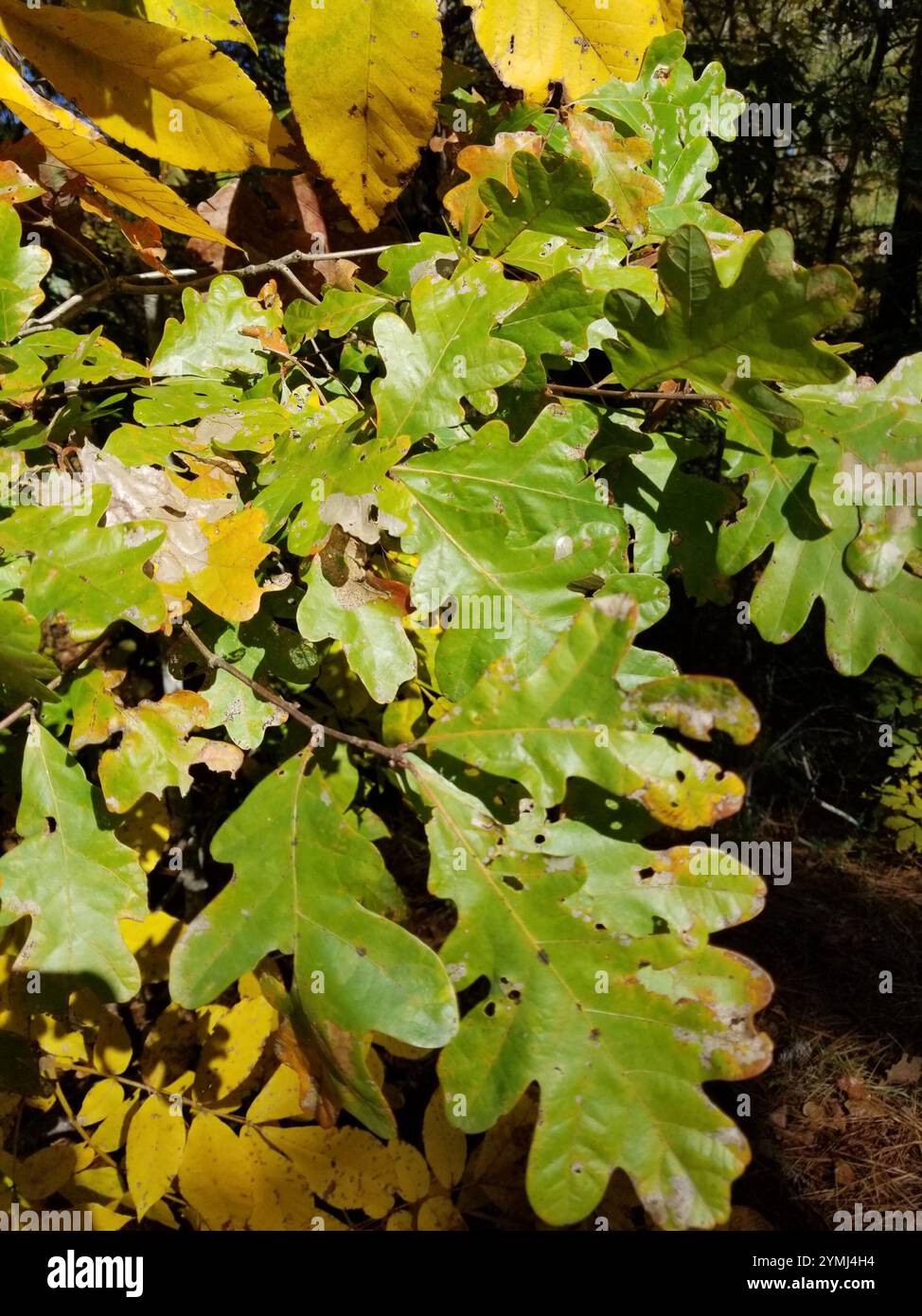 white oak (Quercus alba Stock Photo - Alamy