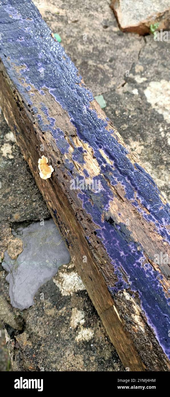Cobalt Crust (Terana coerulea Stock Photo - Alamy