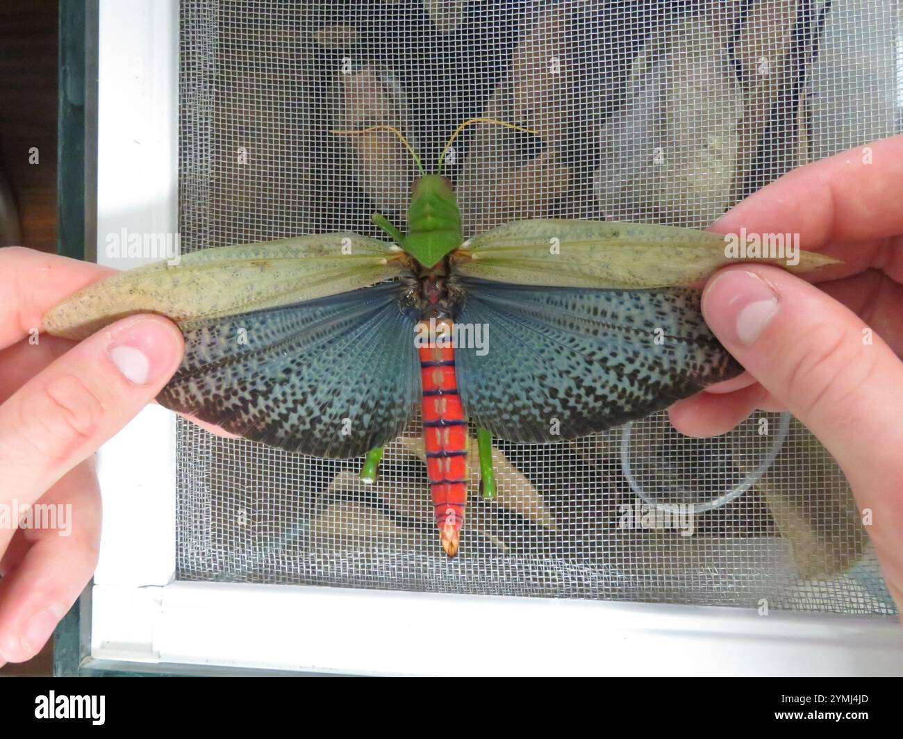 Violet-winged Grasshopper (Tropidacris collaris Stock Photo - Alamy