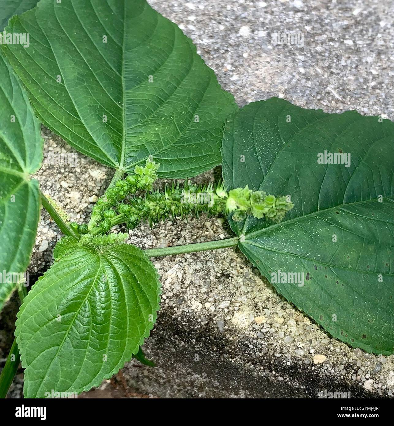 Cuban copperleaf (Acalypha setosa Stock Photo - Alamy