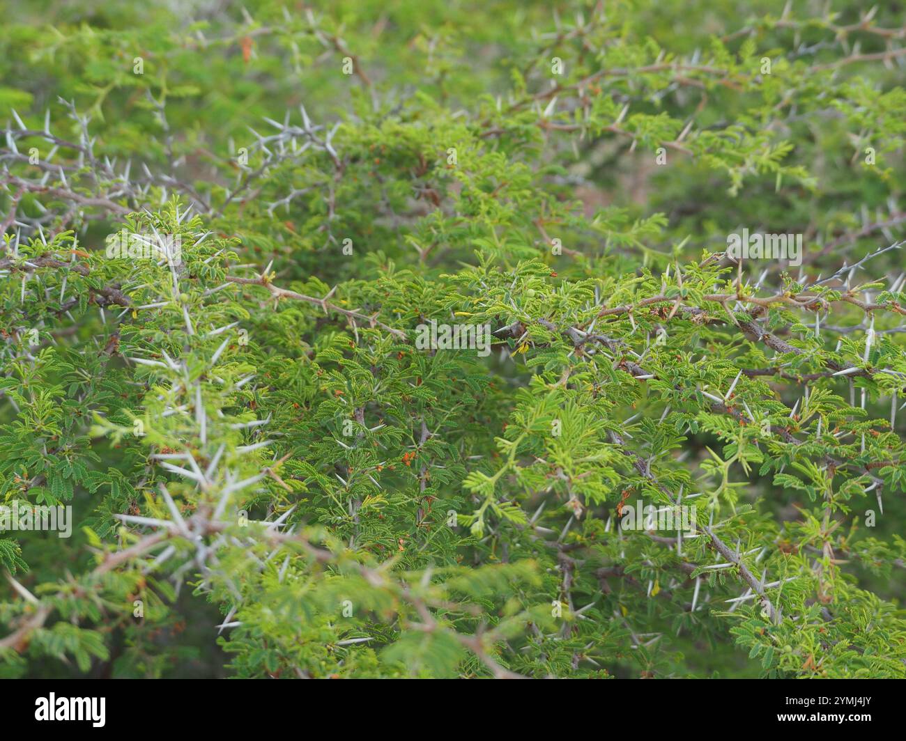 twisted acacia (Vachellia tortuosa Stock Photo - Alamy