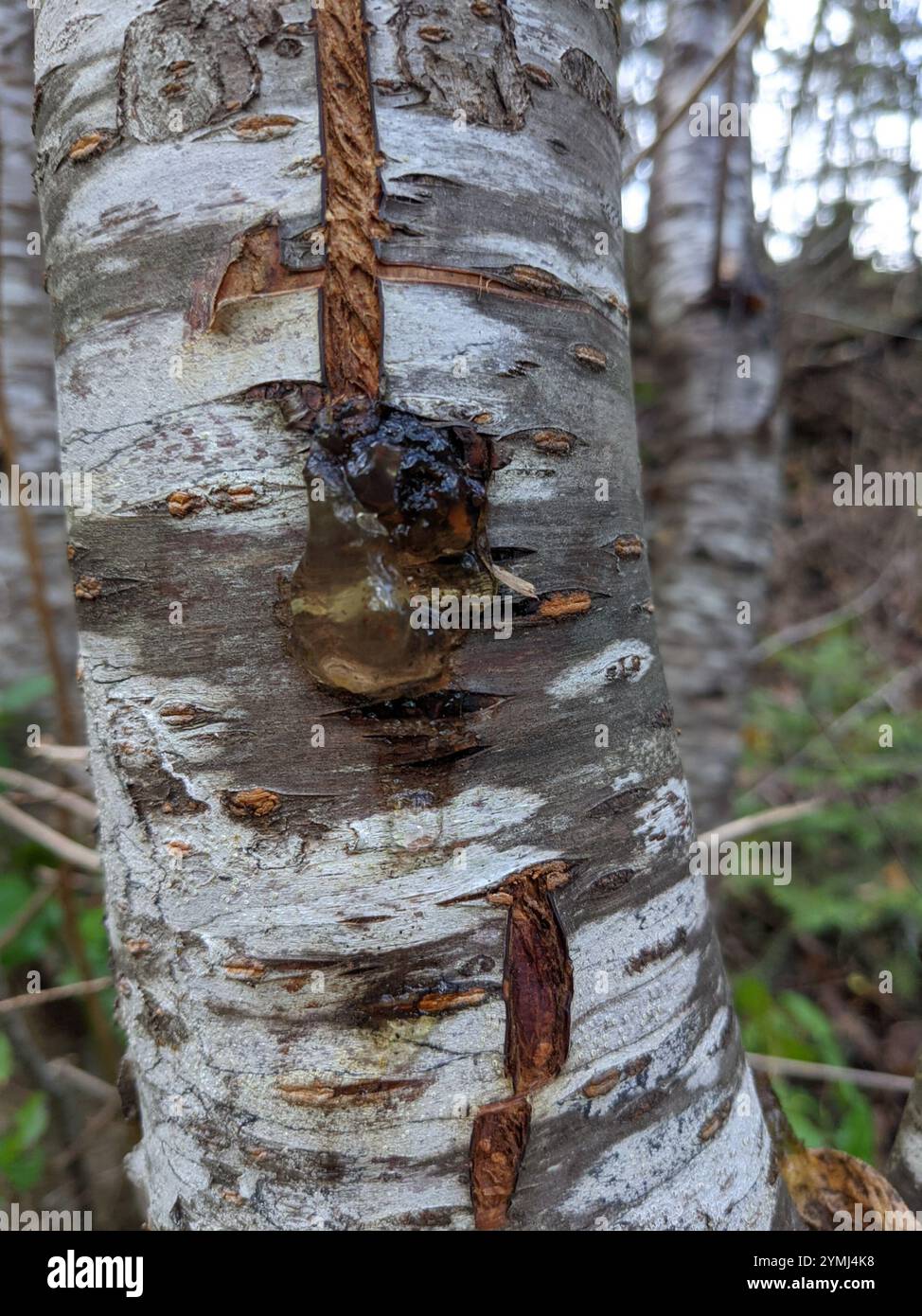 Crystal Brain Fungus (Myxarium nucleatum Stock Photo - Alamy
