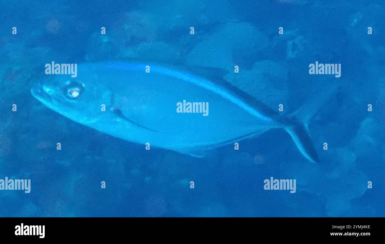 Bar Jack (Caranx ruber Stock Photo - Alamy