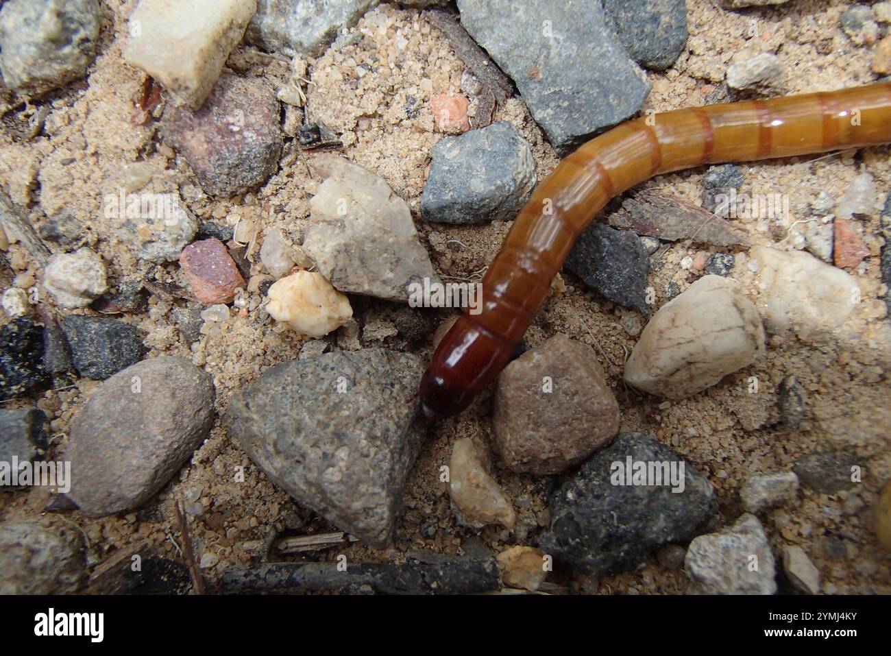 Darkling Beetles (Tenebrionidae Stock Photo - Alamy