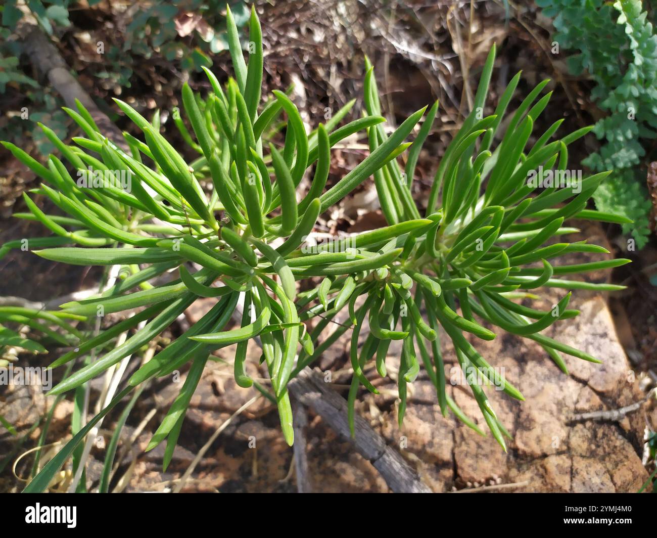 Succulent Bush Ragwort (Senecio barbertonicus Stock Photo - Alamy