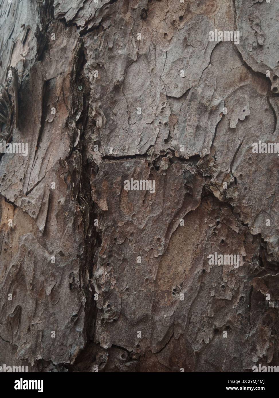 shortleaf pine (Pinus echinata Stock Photo - Alamy