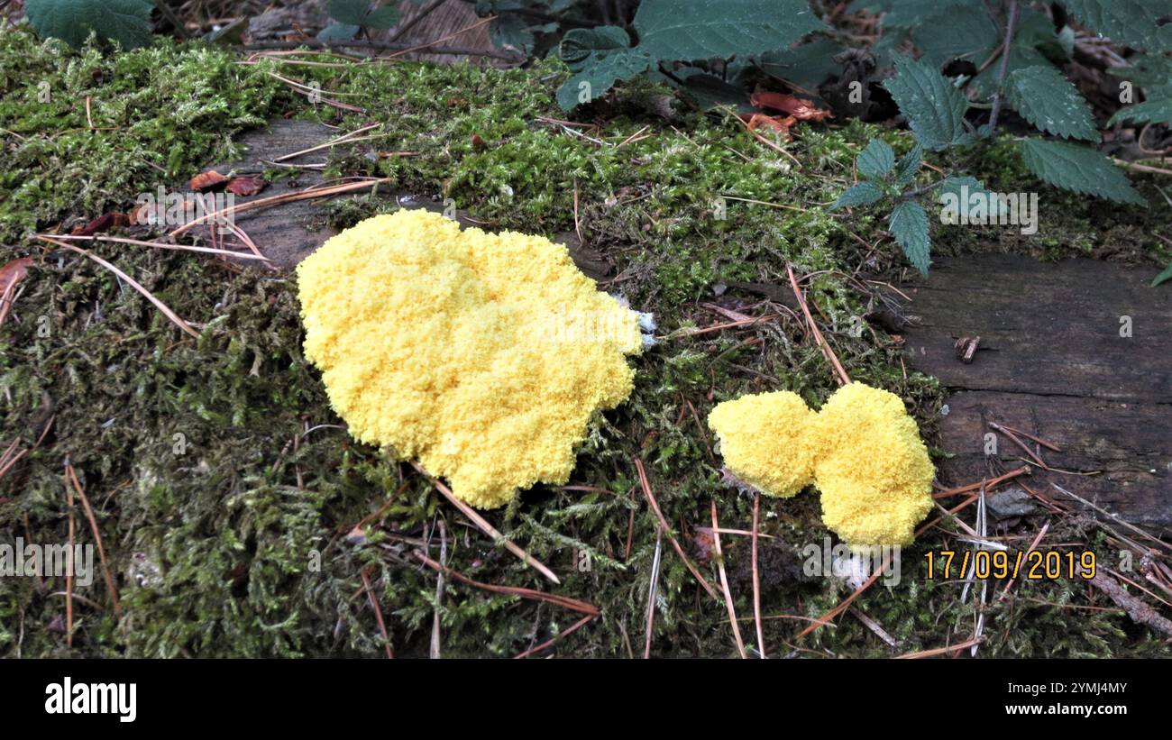 Dog Vomit Slime Mold (Fuligo septica Stock Photo - Alamy