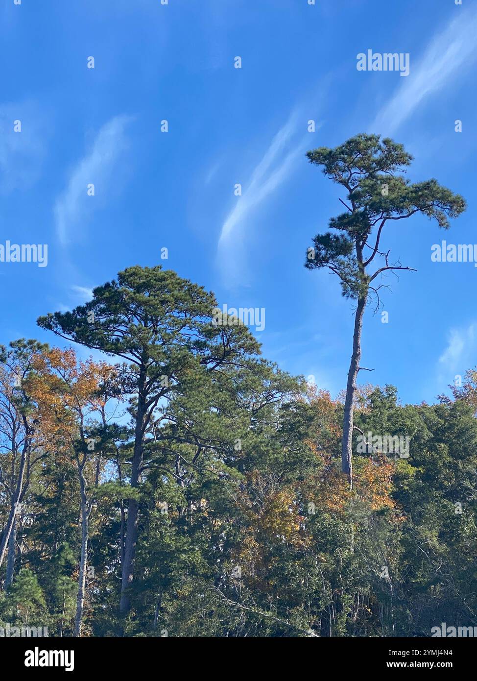loblolly pine (Pinus taeda Stock Photo - Alamy
