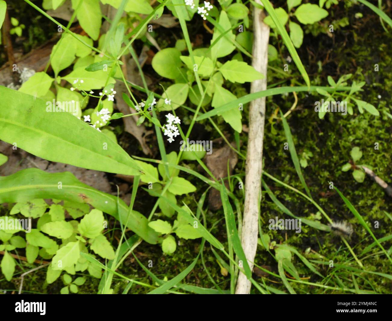 Common Marsh-bedstraw (Galium palustre Stock Photo - Alamy