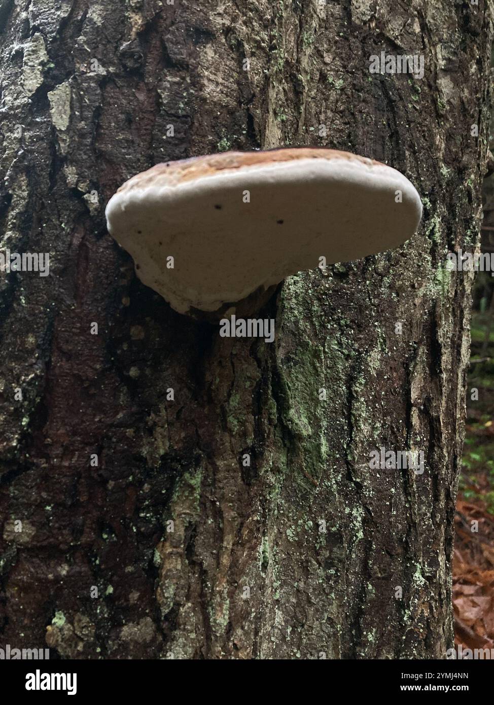 Northern Red Belt (Fomitopsis mounceae Stock Photo - Alamy