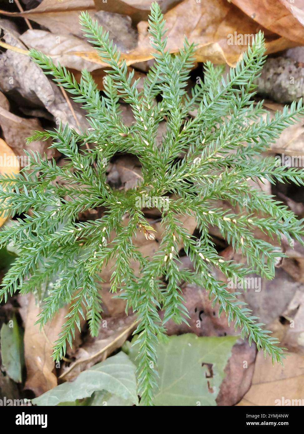 flat-branched tree-clubmoss (Dendrolycopodium obscurum Stock Photo - Alamy