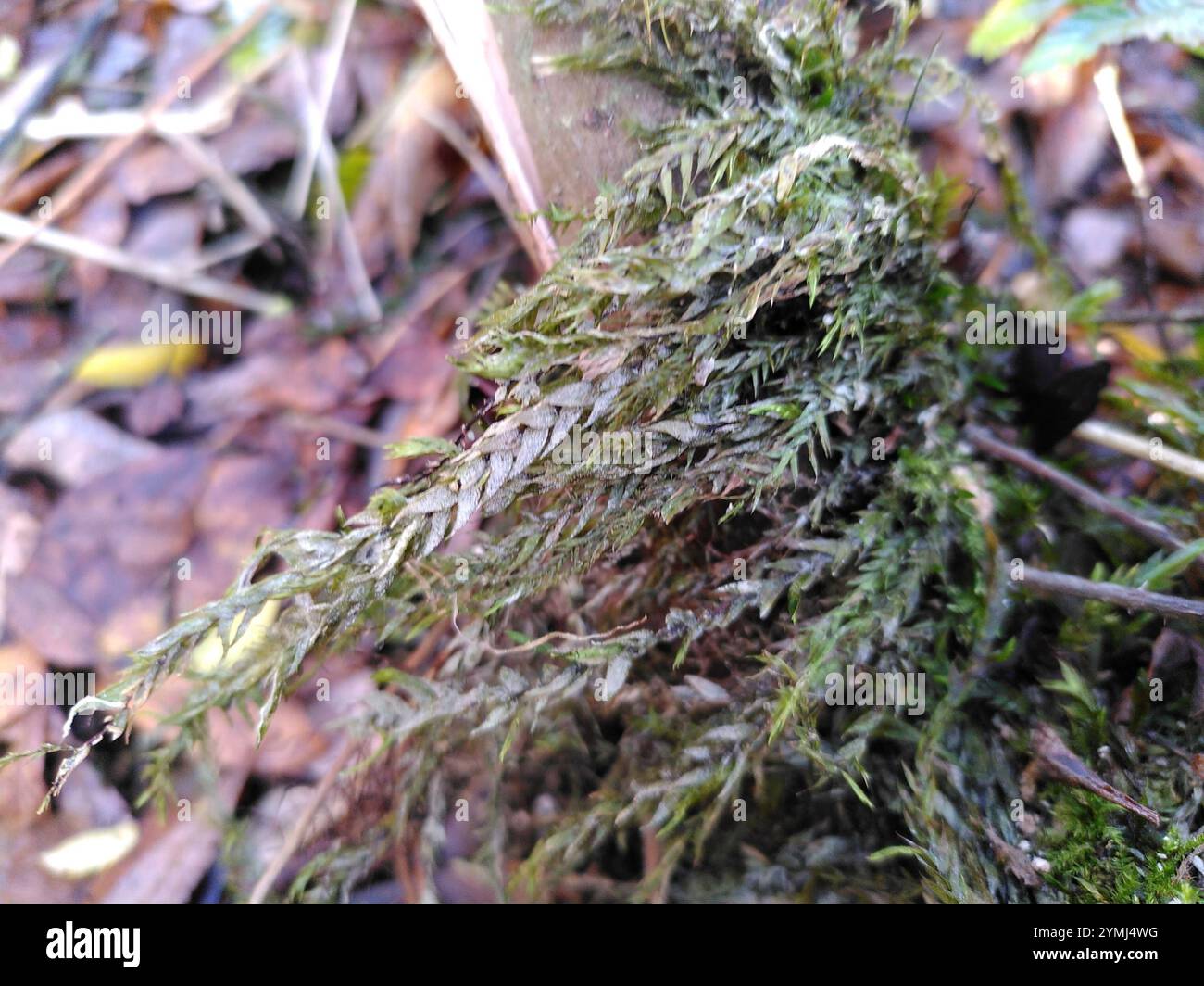 Fontinalis antipyretica willow moss hi-res stock photography and images ...