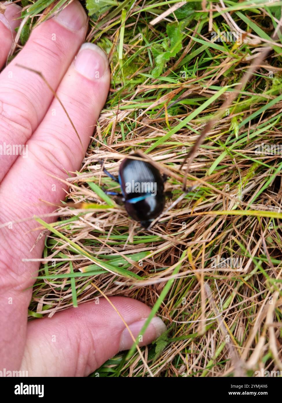 Earth-boring Beetles (Geotrupidae Stock Photo - Alamy
