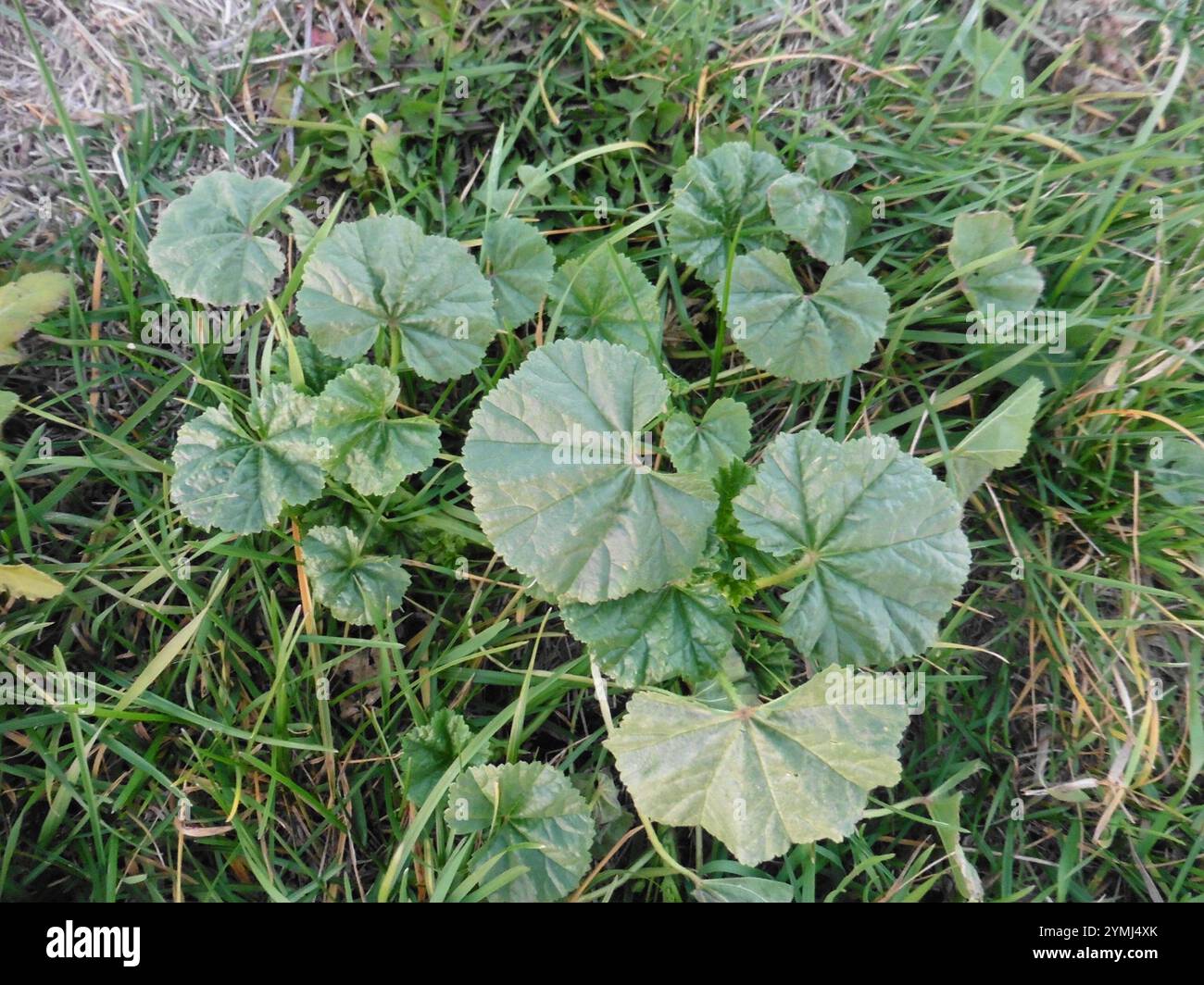 Small Mallow (Malva pusilla Stock Photo - Alamy