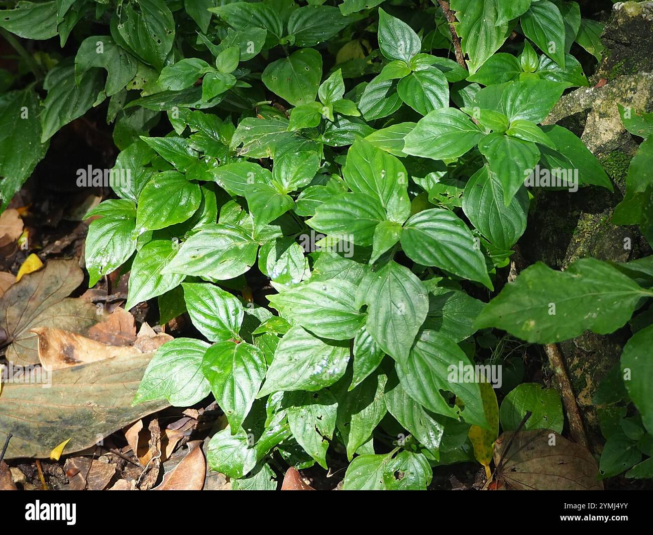 Chinese Dicliptera (Dicliptera chinensis Stock Photo - Alamy