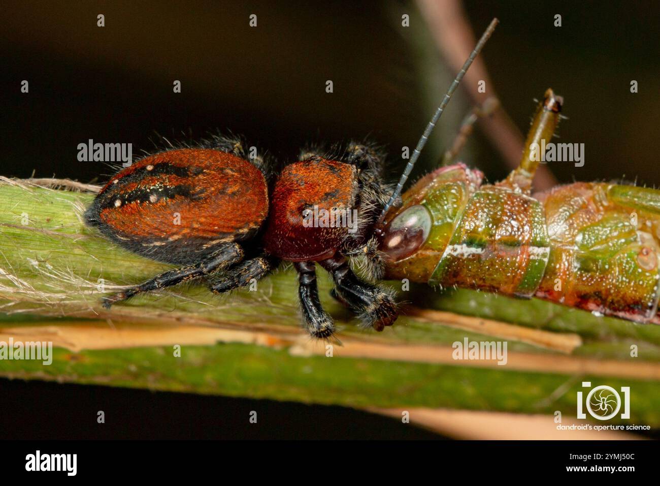 Cardinal Jumping Spider (Phidippus cardinalis Stock Photo - Alamy