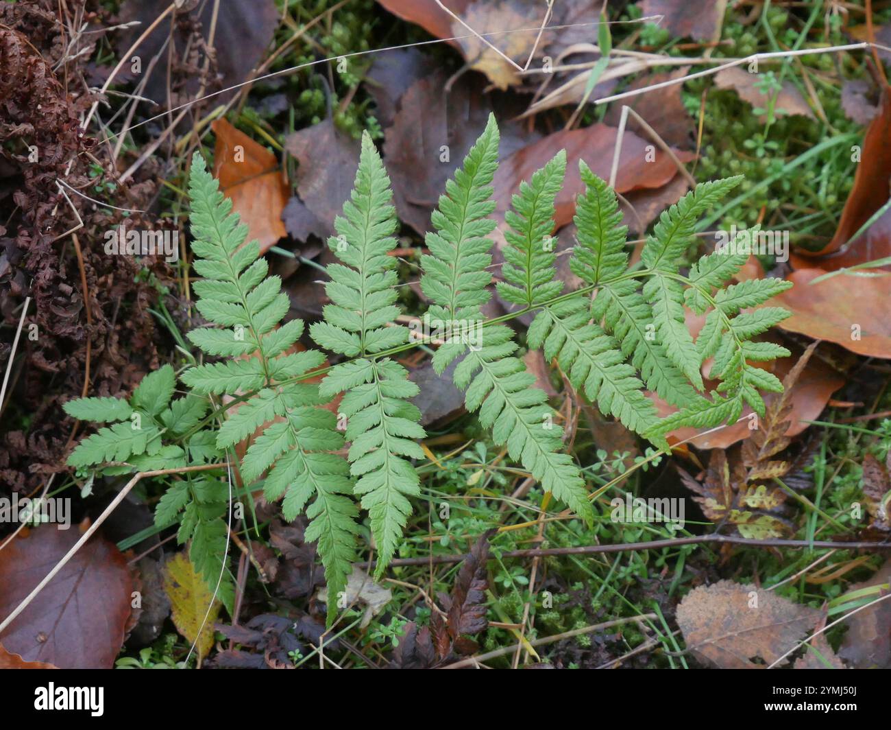 spinulose wood fern (Dryopteris carthusiana Stock Photo - Alamy