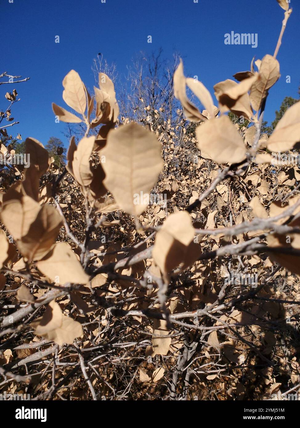 Wavyleaf Oak (Quercus × undulata Stock Photo - Alamy