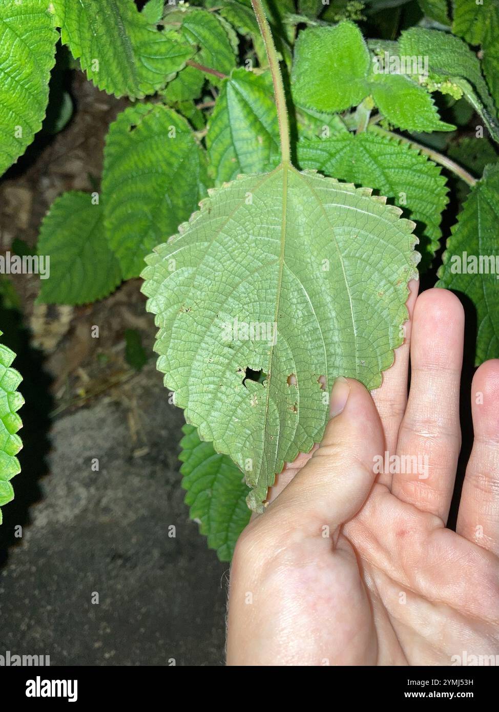West Indian woodnettle (Laportea aestuans Stock Photo - Alamy