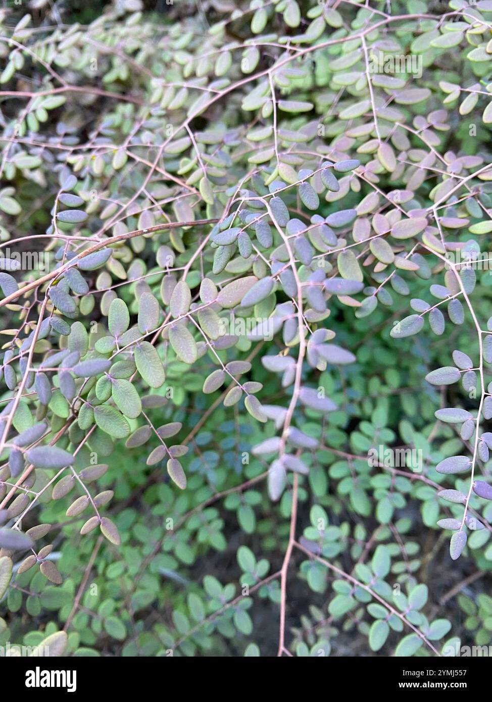 Coffee Fern (Pellaea andromedifolia Stock Photo - Alamy