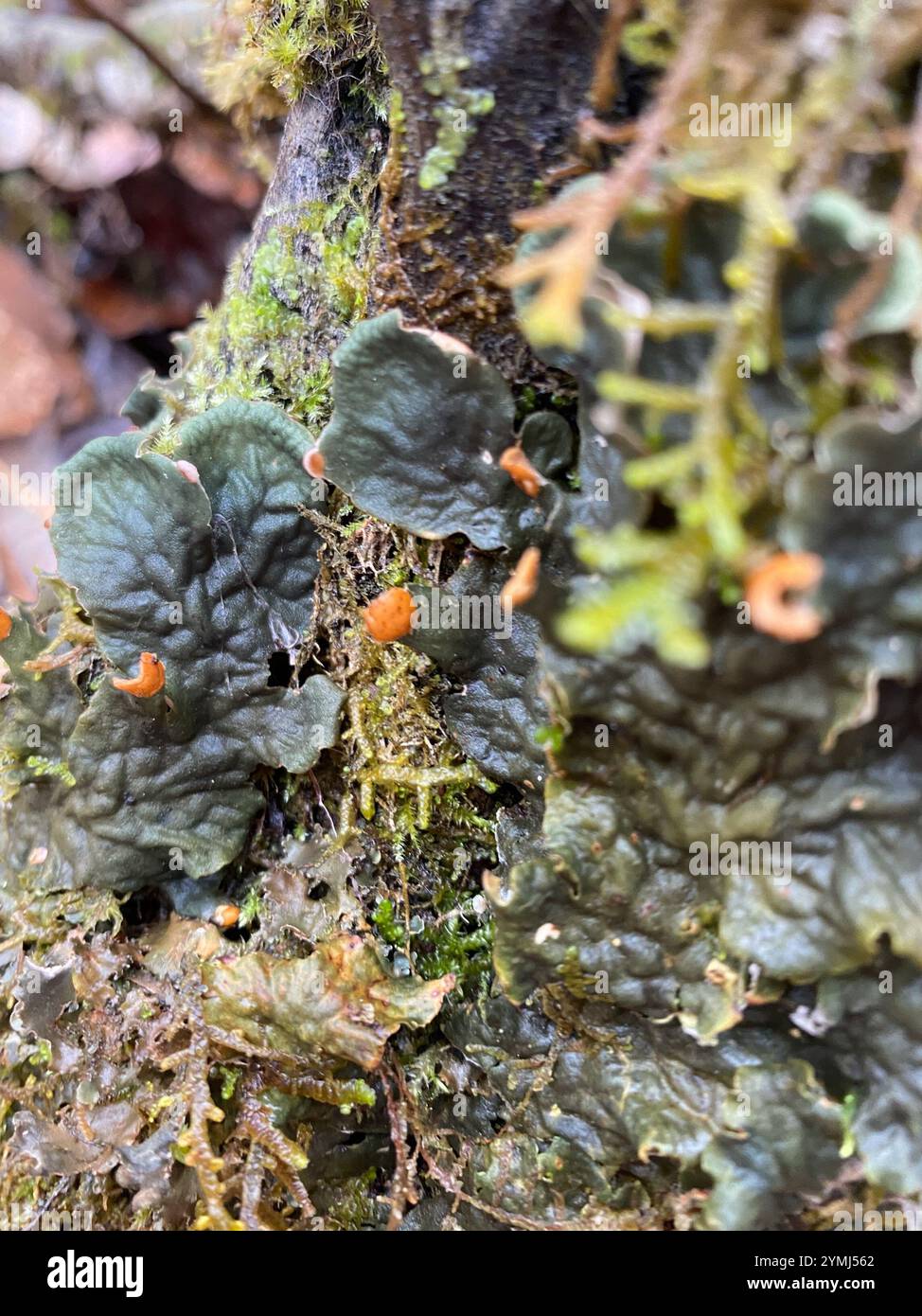 membranous pelt lichen (Peltigera membranacea Stock Photo - Alamy